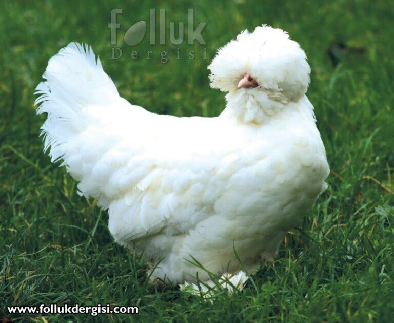 Sultan Tavuğu - Folluk Dergisi