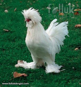 Sultan Tavuğu - Folluk Dergisi