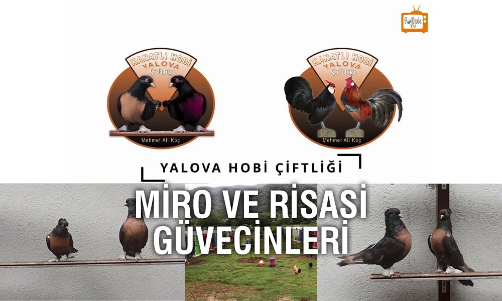 Yalova Hobi Çiftliği - Miro ve Risasi Güvercinleri - Folluk Dergisi